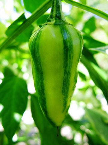 Heirloom Peppers – Mary's Heirloom Seeds