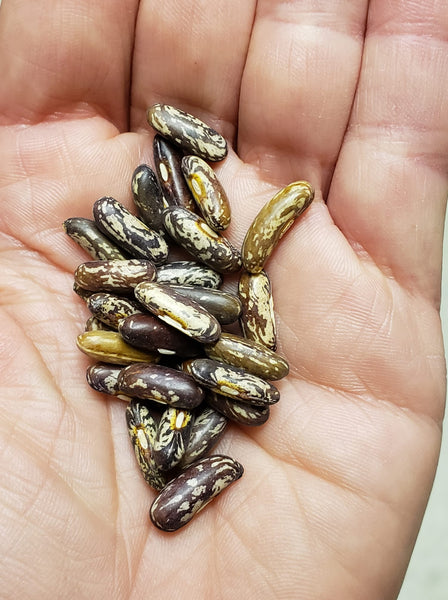 Maxibel French Filet Bean – Mary's Heirloom Seeds