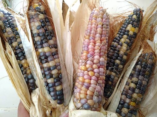 Heirloom Corn – Mary's Heirloom Seeds