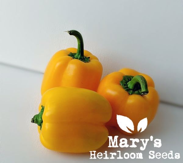 Golden Cal Wonder Bell Pepper – Mary's Heirloom Seeds