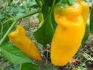 Heirloom Peppers – Mary's Heirloom Seeds