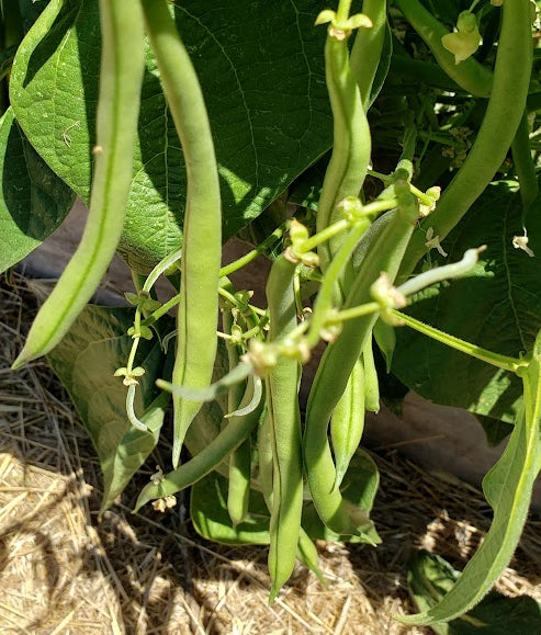 Masai Bush Beans – Mary's Heirloom Seeds