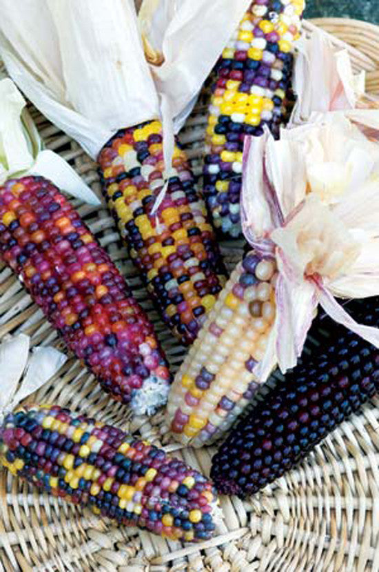Heirloom Corn – Mary's Heirloom Seeds