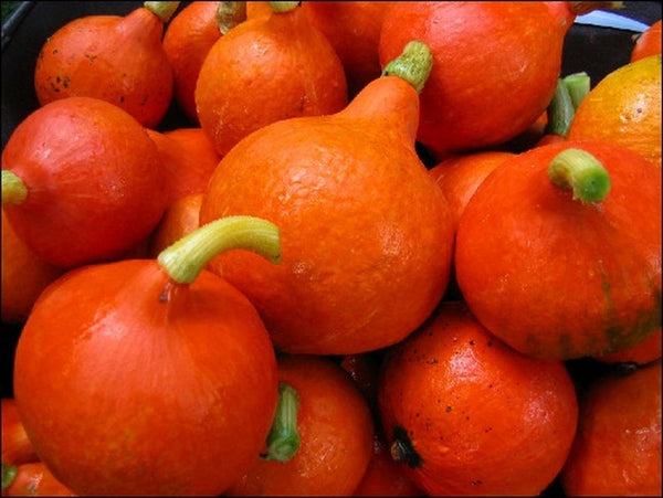 Red Kuri Squash – Mary's Heirloom Seeds