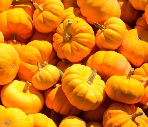 Jack Be Little Pumpkin – Mary's Heirloom Seeds