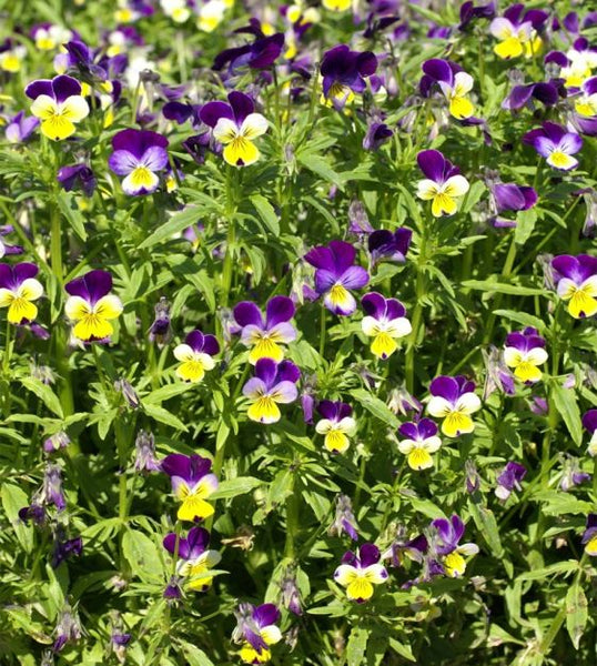 Johnny Jump Up – Mary's Heirloom Seeds