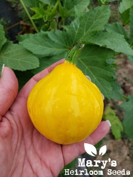 Lemon Squash – Mary's Heirloom Seeds