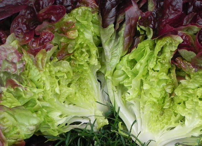 oakleaf lettuce