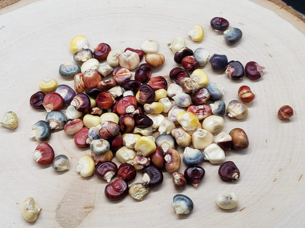 Mandan Bride Corn – Mary's Heirloom Seeds