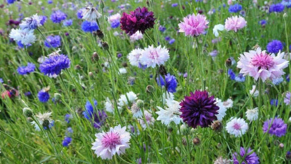 Bachelor Button, Mixed Colors – Mary's Heirloom Seeds