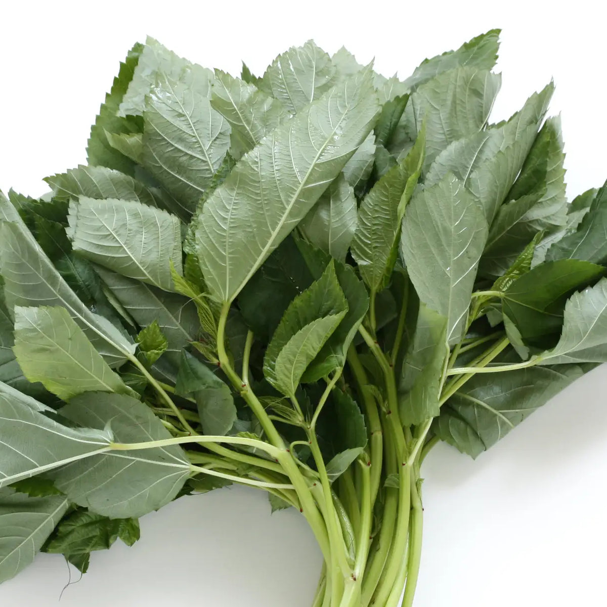Molokhia - Egyptian Spinach – Mary's Heirloom Seeds