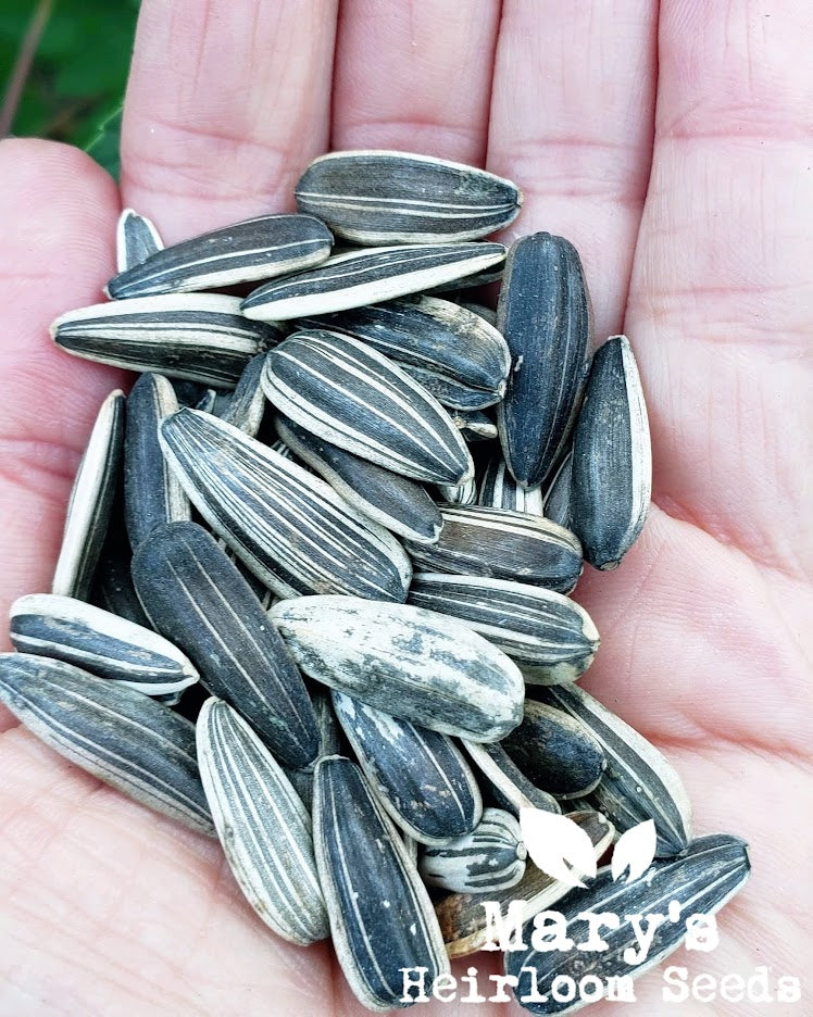 Mongolian Giant Sunflower – Mary's Heirloom Seeds
