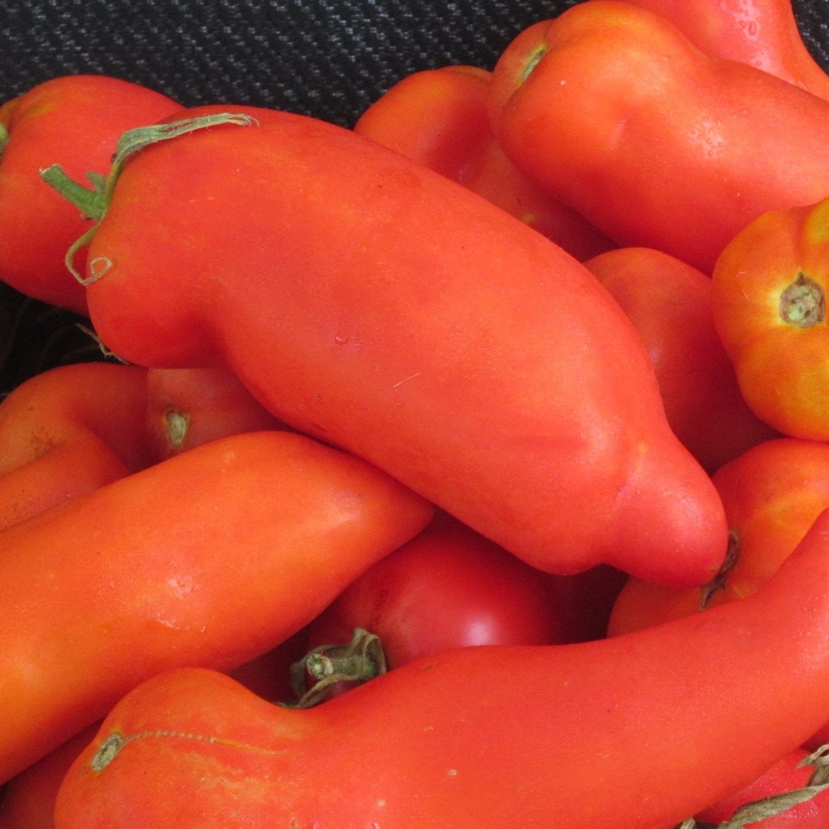 Opalka Tomato – Mary's Heirloom Seeds