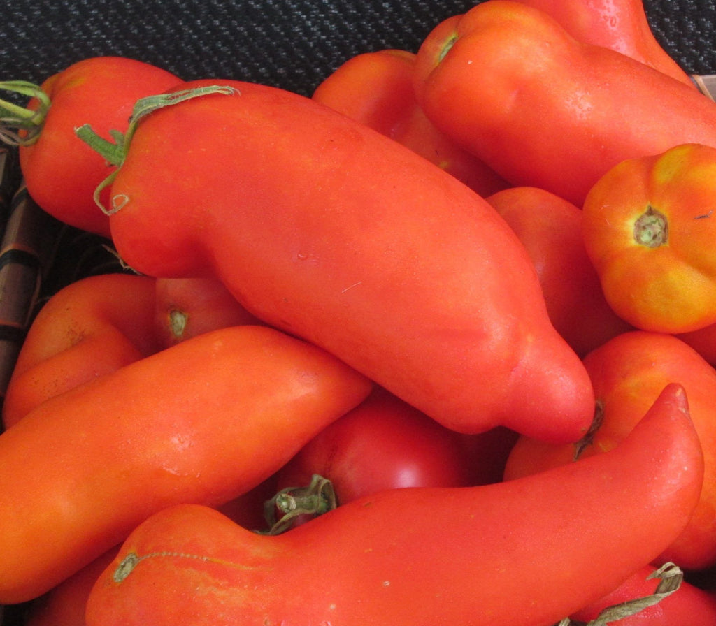 Opalka Tomato – Mary's Heirloom Seeds