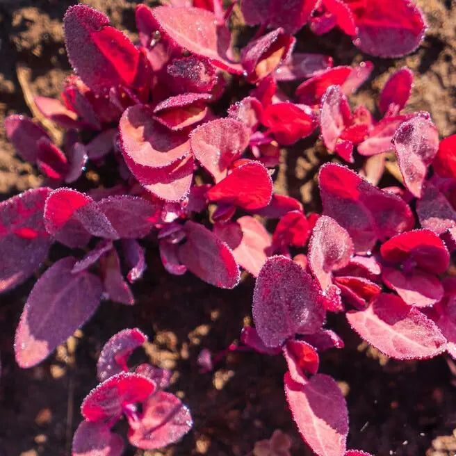 Red Fire Orach – Mary's Heirloom Seeds