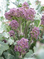 Early Purple Sprouting Broccoli – Mary's Heirloom Seeds