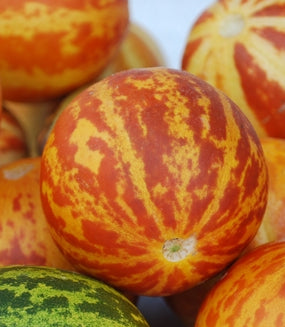 Queen Ann's Pocket Melon – Mary's Heirloom Seeds