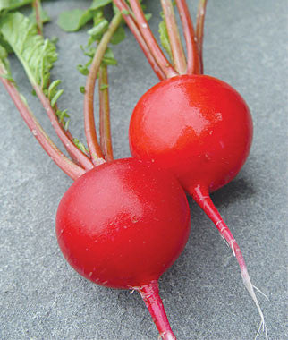 Early Scarlet Globe Radish – Mary's Heirloom Seeds