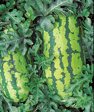 Georgia Rattlesnake Watermelon – Mary's Heirloom Seeds