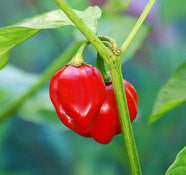 Heirloom Peppers – Mary's Heirloom Seeds