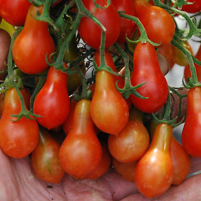 Red Pear Tomato – Mary's Heirloom Seeds