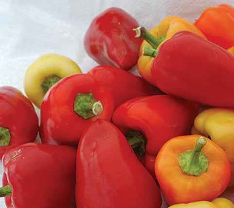 Red Belgian Pepper – Mary's Heirloom Seeds