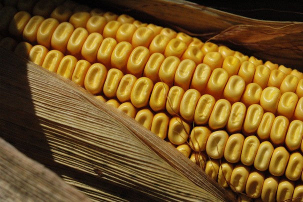 yellow field corn