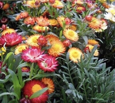 Strawflower, Tall Double Mix – Mary's Heirloom Seeds
