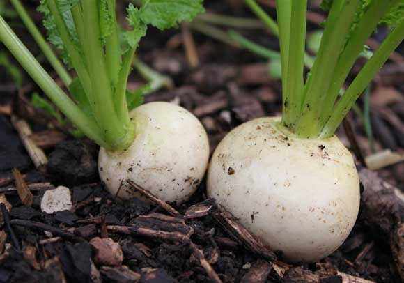 Shogoin Turnip – Mary's Heirloom Seeds