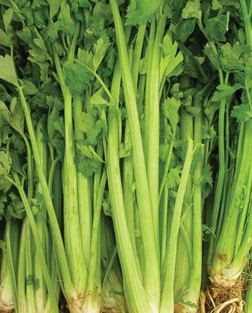 Utah Tall Celery – Mary's Heirloom Seeds