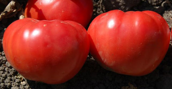 Watermelon Beefsteak Tomato – Mary's Heirloom Seeds