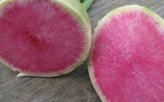 Watermelon Radish – Mary's Heirloom Seeds