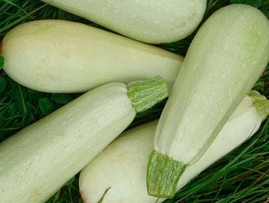 Trieste White Zucchini – Mary's Heirloom Seeds