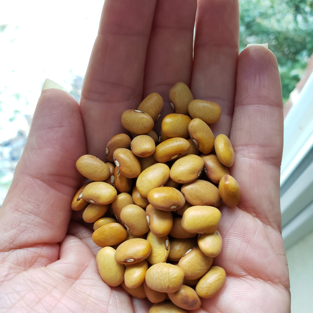 Buckskin Bean – Mary's Heirloom Seeds